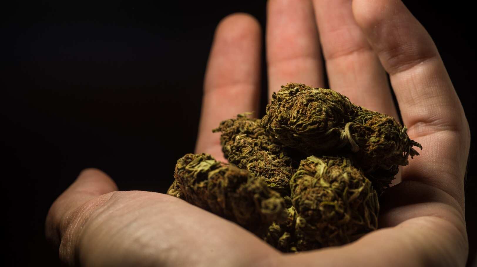 PGR Weed vs Natural Non-PGR Cannabis: A Comprehensive Comparison ...